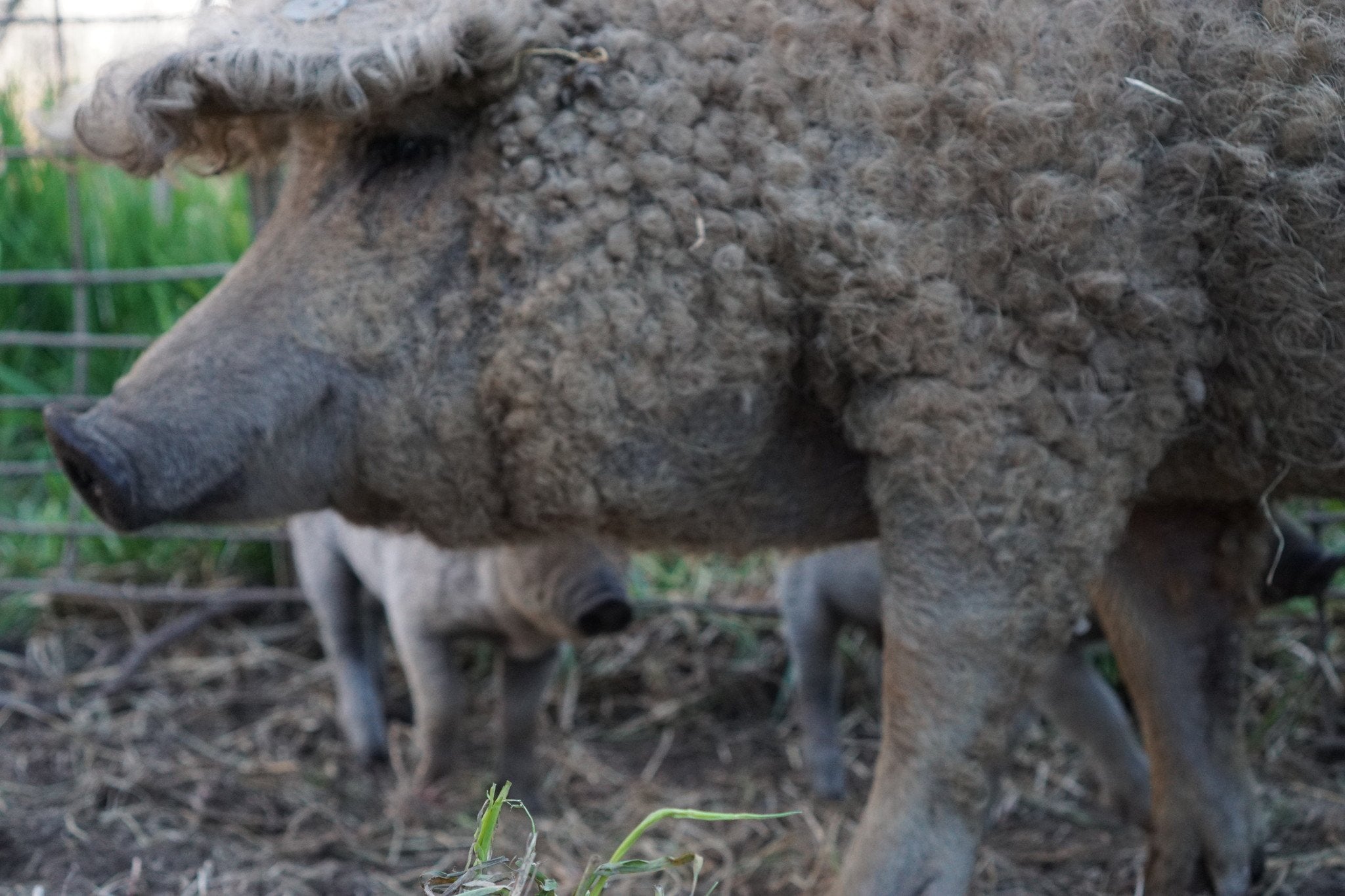 Berkshire vs Mangalitsa Pigs and Pork – Acorn Bluff Farms