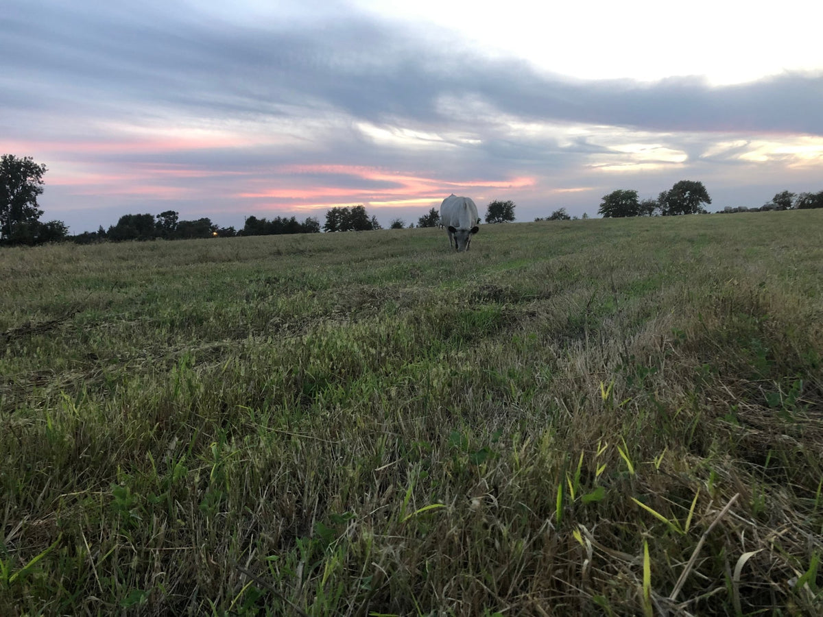 The Ground Beef Box-FREE SHIPPING – Acorn Bluff Farms